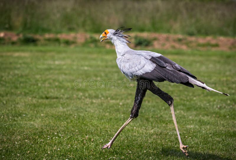 Strutting Secretary Stock Photos - Free & Royalty-Free Stock Photos ...