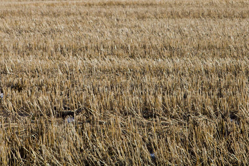 Close up stubble field stock photo. Image of summer - 122623808