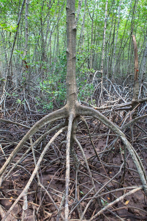 Close Up Stucture of Mangrove Tree Root on Mud Flat Sea Coastal Stock ...
