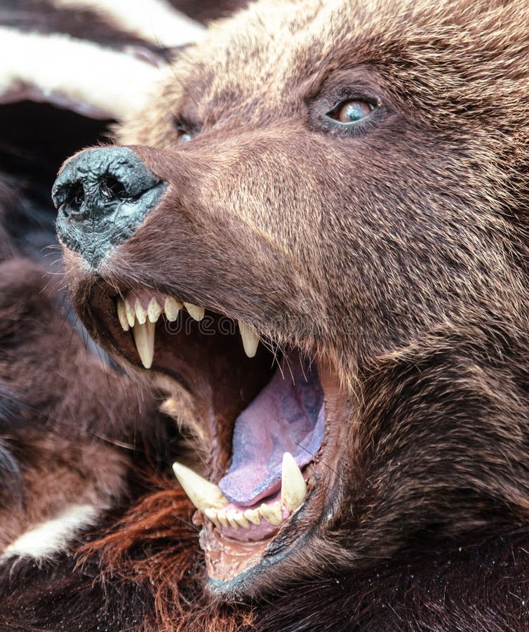 Close-up of a stuffed bear stock photo. Image of fauna - 324276350