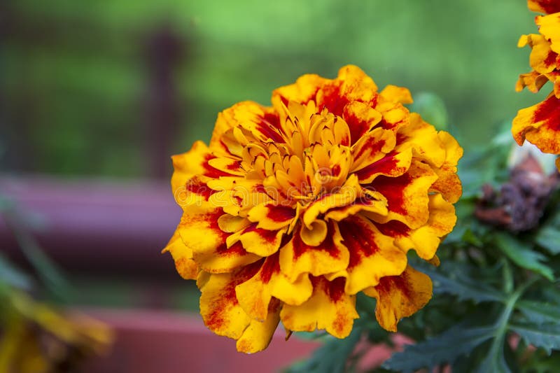 Close Up of a Stunning Colorful Marigold Flower or Tagetes Erecta Stock ...
