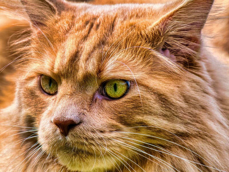 Close-up of a Stunning Red Maine Coon Cat Stock Photo - Image of ...