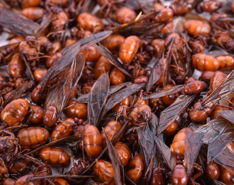 181 Ants Transparent Background Stock Photos - Free & Royalty-Free ...