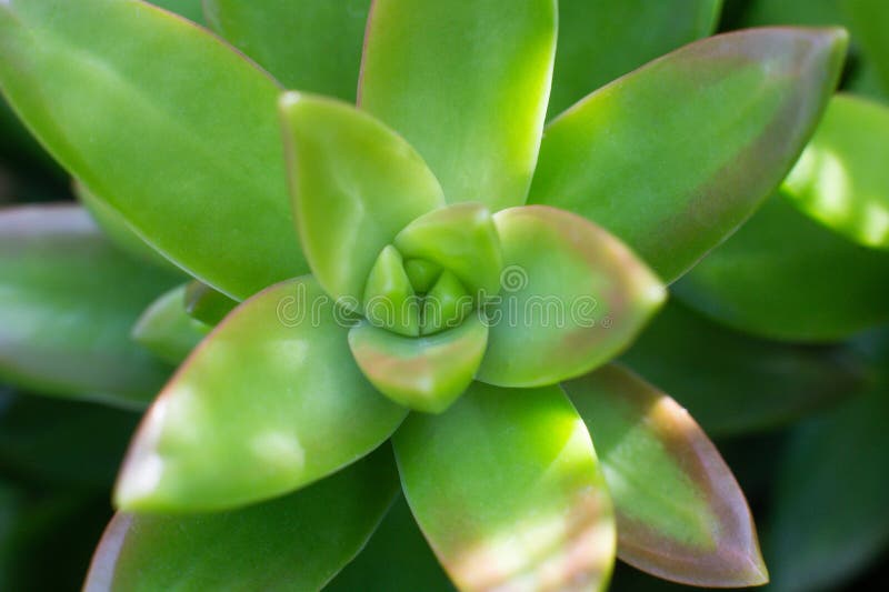 Close-up Succulent Flower in a Pot in a Greenhouse Stock Photo - Image ...
