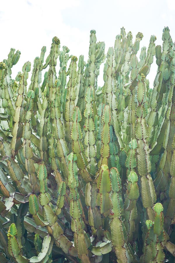 Close Up of Succulent Green Cactus at Botanical Garden Stock Image ...