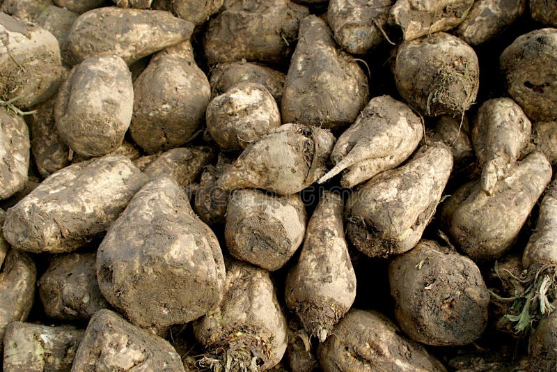 Close-up of sugar-beets stock photo. Image of dutch, crop - 1534556