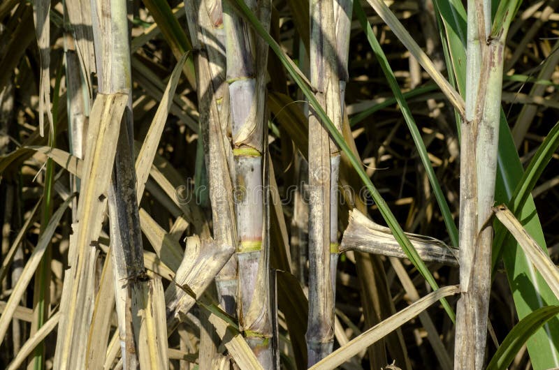 Close Up of Sugar Cane with Leaves Stock Photo - Image of blue, culture ...
