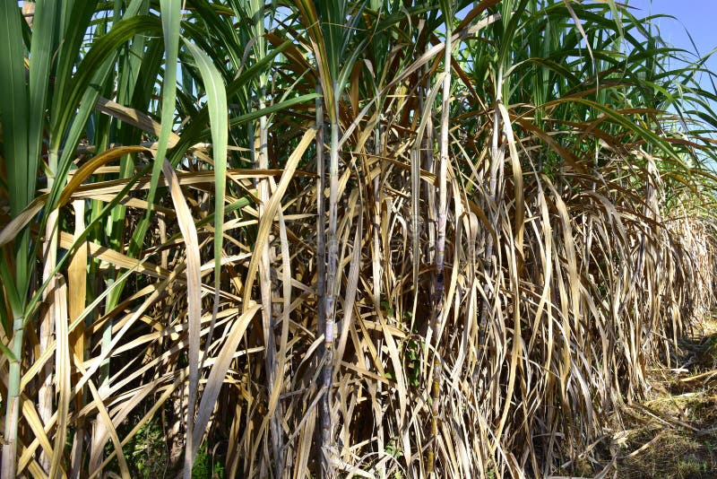 Close Up of Sugar Cane Plantation Stock Image - Image of energy ...