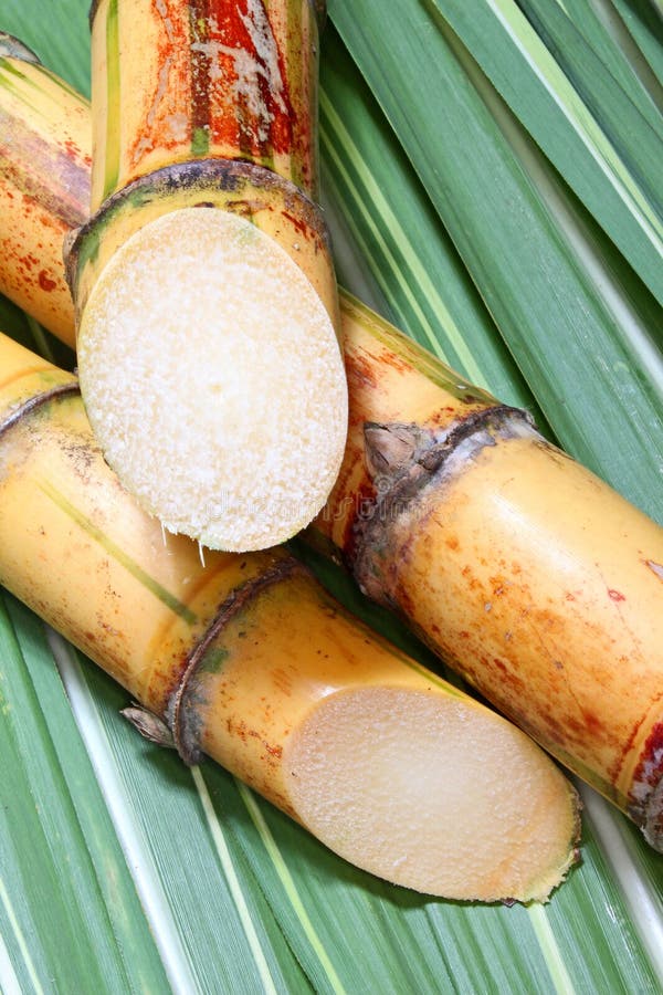 Close-up of Sugar Cane Stalks on Sugar Cane Leaves Stock Image - Image ...