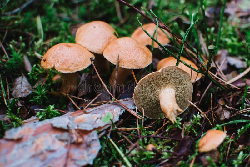 Close Up on Suillus Bovinus in the Forest Stock Photo - Image of macro ...
