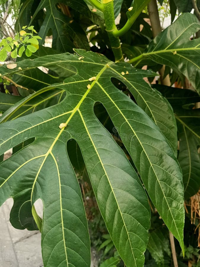 Close up of sukun plant stock photo. Image of diet, food - 278470864