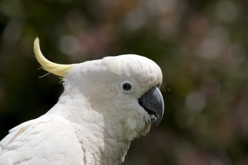 This is a Close Up of a Sulphur Crested Cockatoo Stock Image - Image of ...