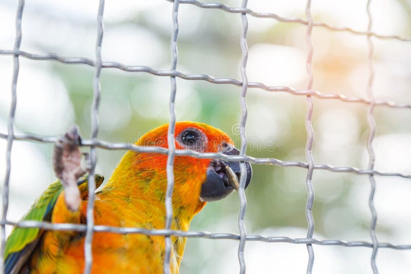 Close Up Sun Conure Aratinga Solstitialis Climbing in the Cage Stock ...