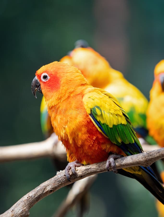 Close Up Two Sun Conure Parrot Perched on Branch Isolated on Background ...