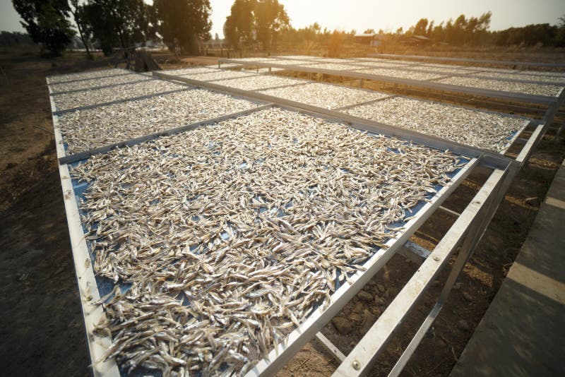 Small Salted Dry Fishes or Sun-dried Fish Ready for Sale Stock Photo ...