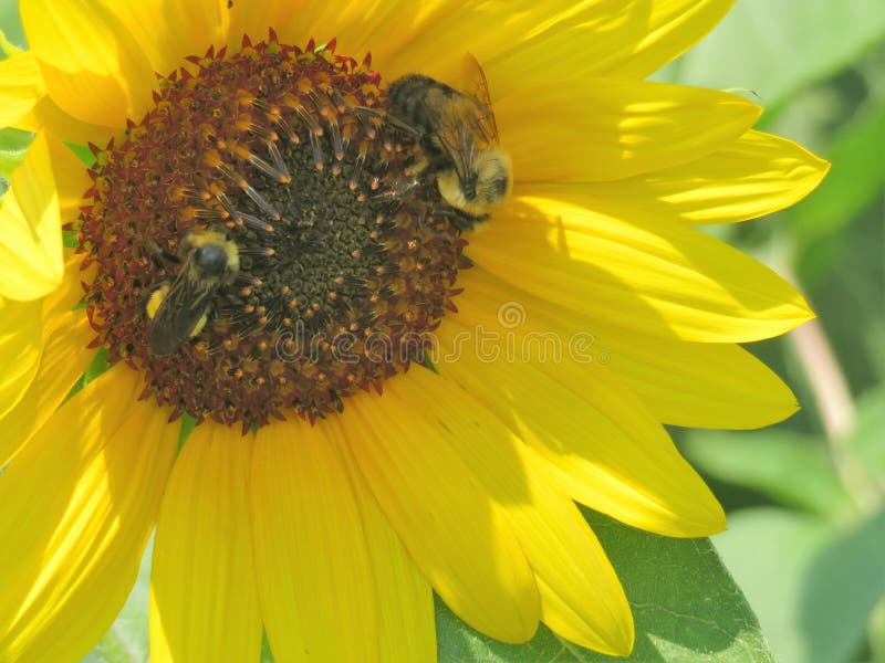 Close up of a Sun Flower stock image. Image of blooming - 97929121