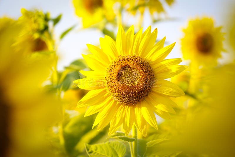 Close up Sun Flower stock image. Image of white, flowers - 38060501