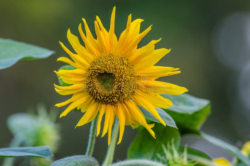 Close up of sun flower stock photo. Image of outside - 95746704