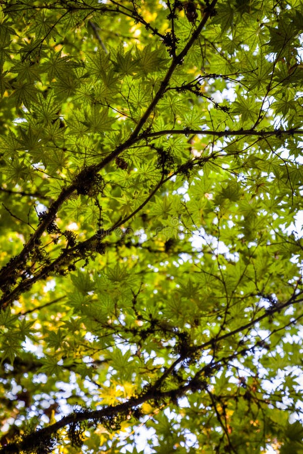 Close Up of Sun Highlighting Bright Green Threadleaf Maple Leaves Stock ...