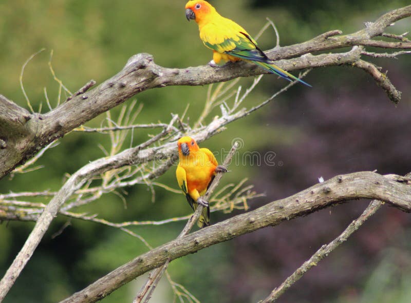 Sun Parakeet Aratinga Solstitialis Stock Image - Image of parrot ...