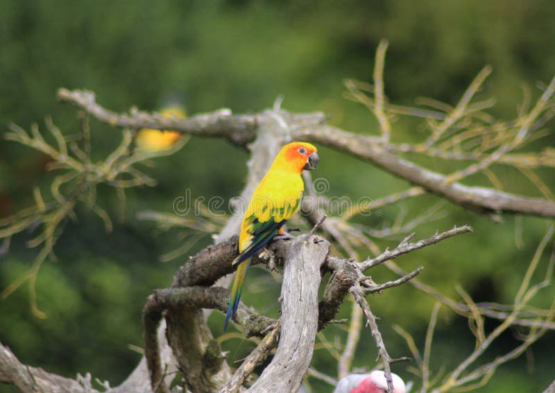Sun Parakeet Aratinga Solstitialis Stock Photo - Image of parrot ...