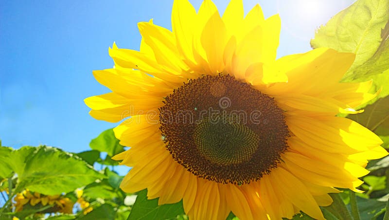 Close-up of Sunflower in Back Light Stock Image - Image of nature ...