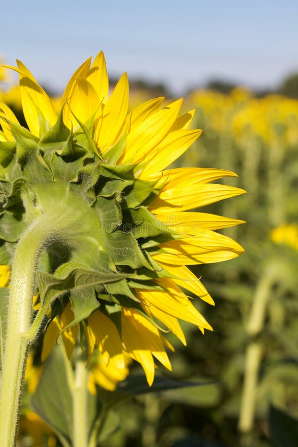 Close up of sunflower back stock image. Image of beautiful - 96275687