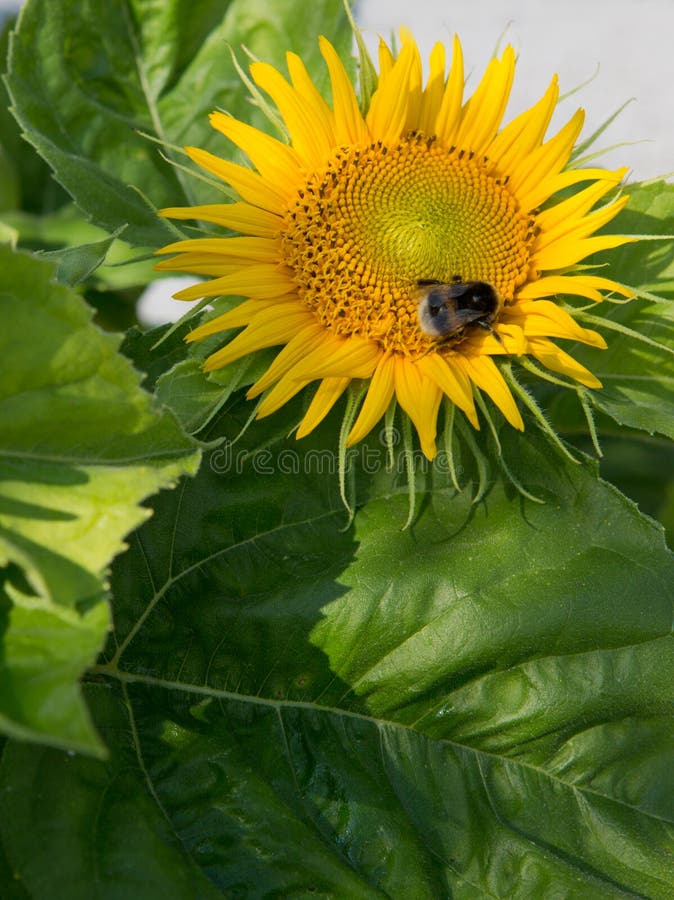 Close Up of Sunflower and Bee . Summer Background. Stock Image - Image ...