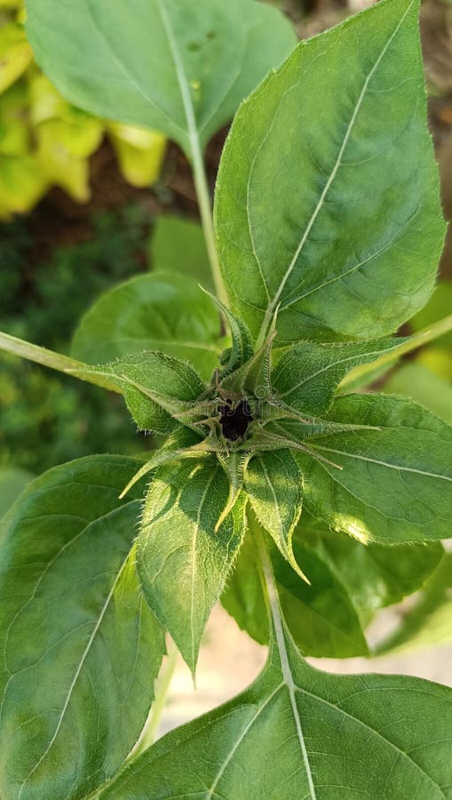 A Close-up of Sunflower Bulb Stock Photo - Image of green, closeup ...