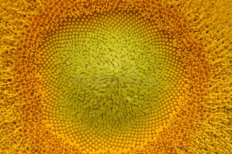 Close up of sunflower stock photo. Image of pattern - 107424142