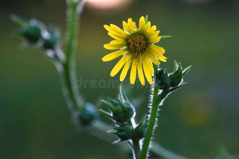 Close-up of a Sunflower in Early August Stock Image - Image of outdoors ...