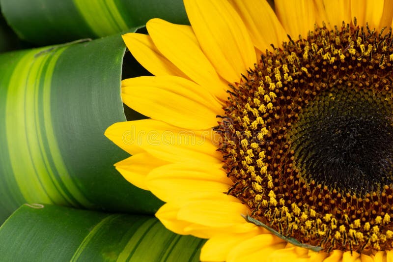 Close up of sunflower stock image. Image of grow, negative - 289257911