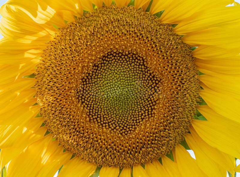 Close Up of Sunflower Pollen. Core of the Sunflower Seed Stock Photo ...