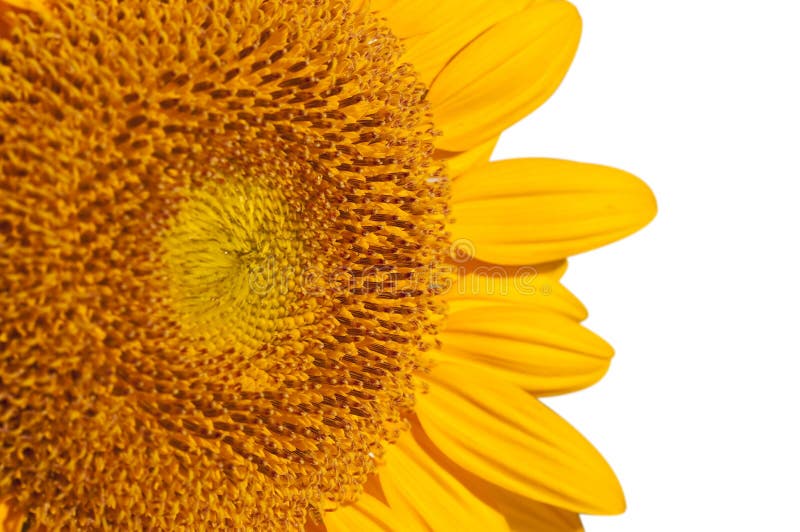 Close Up of a Sunflower, Side View, Isolated on White Stock Photo ...