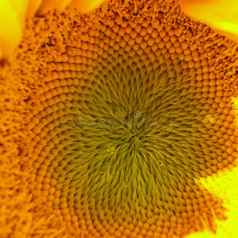 Macro Sunflower Center Disc Floret Spiral Texture Background Stock ...