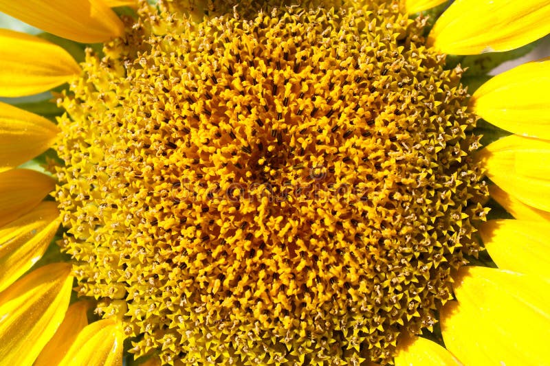 Close Up of Sunflower Texture Background Stock Photo - Image of field ...