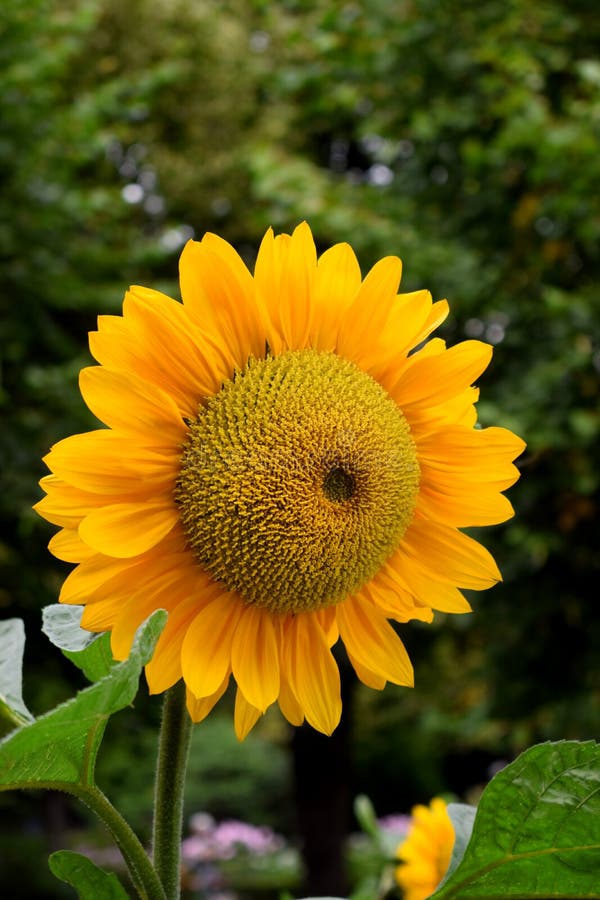 Sunflower Under the Sun Rays Stock Photo - Image of field, autumn ...