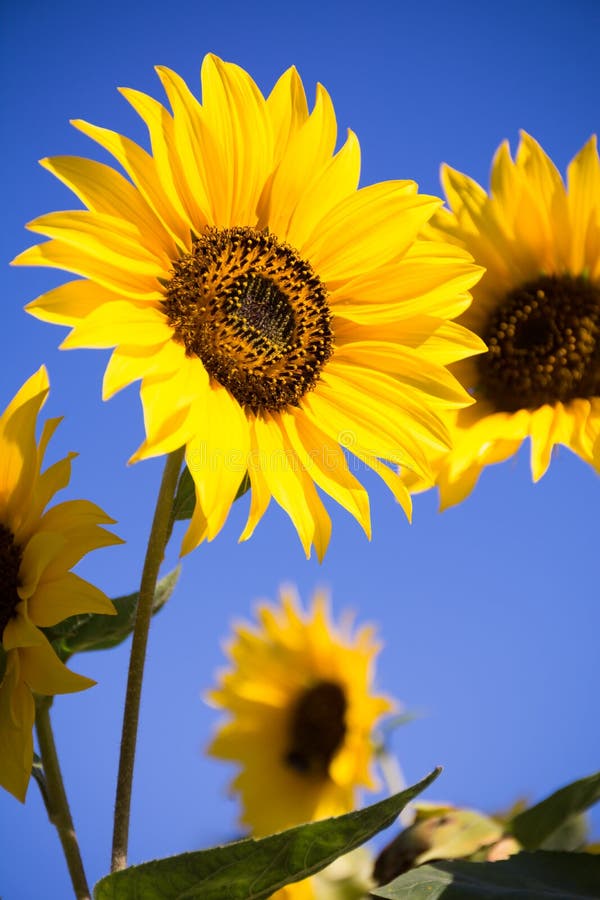 Close Up of Sunflowers on Blue Clear Sky Stock Photo - Image of plant ...