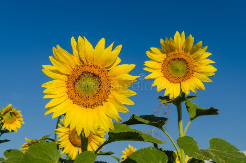 Close Up Sunflowers and Blue Sky Stock Photo - Image of organic ...