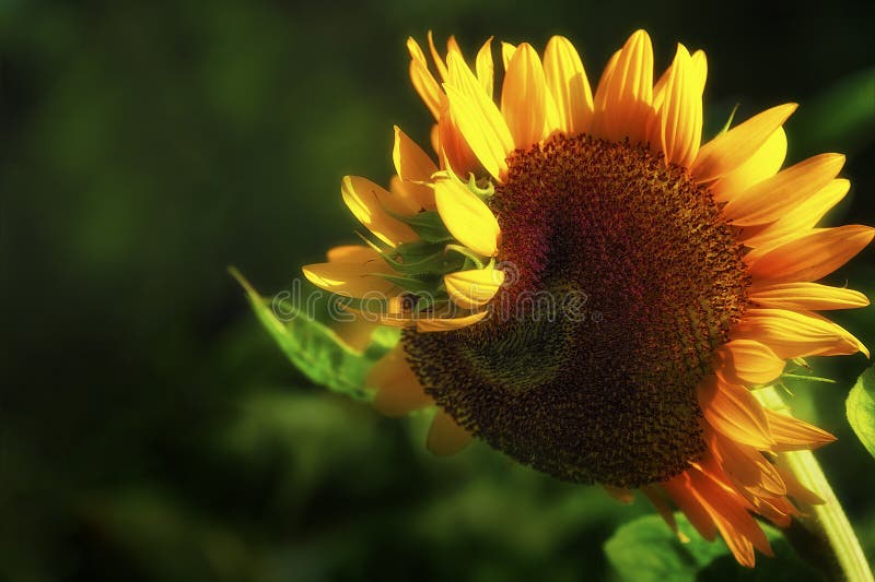 Close Up of a Delightfully Deformed Sunflower Stock Image - Image of ...