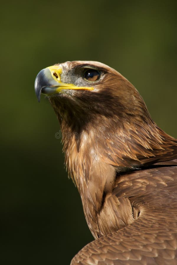 Close-up of Sunlit Golden Eagle Staring Upwards Stock Image - Image of ...