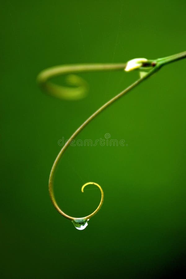 Close Up Super Macro Shot Water Drop on Leaf and Flower Stock Photo ...