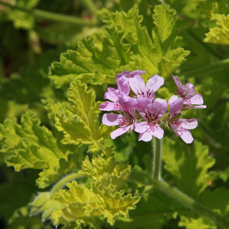 Pink Scented Geranium in Summer Stock Image - Image of gardening ...