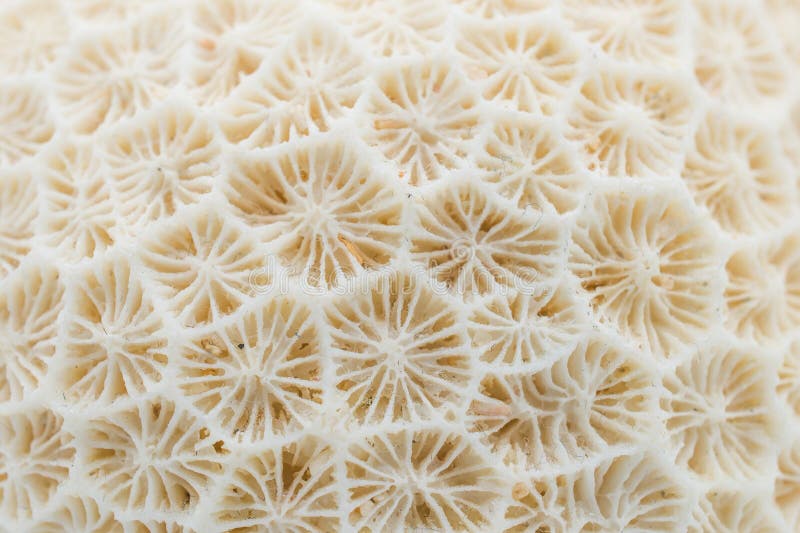 Close Up of the Surface of Dead Coral. Stock Image - Image of marine ...