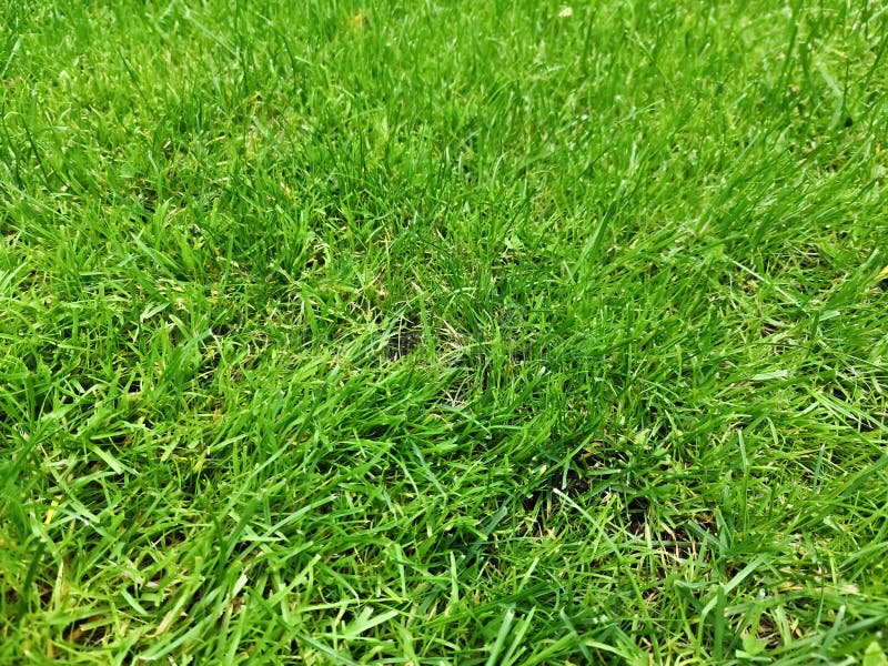 Close Up Surface of Green Grass on a Meadow on a Sunny Summer Day Stock ...