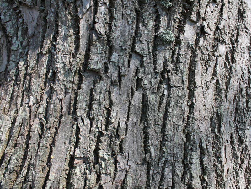 Close Up Surface of Natural Tree Bark in High Resolution Stock Image ...