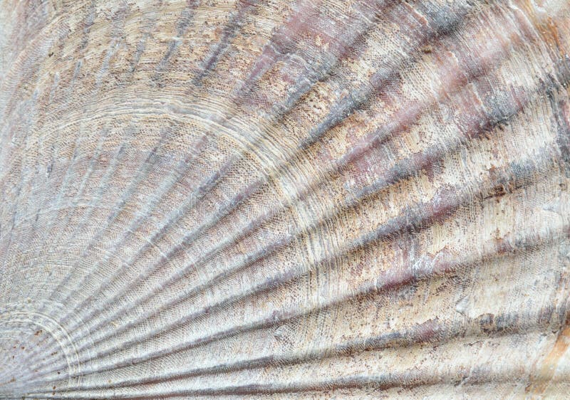 Surface of Shell of Scallop 8 Stock Photo - Image of mollusk, pattern ...