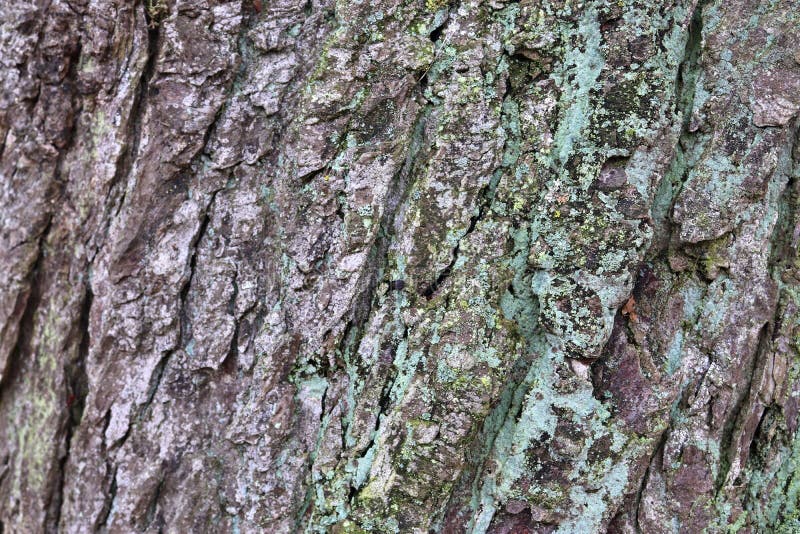 Close Up Surface of Tree Bark in a Forest in High Resolution Stock ...