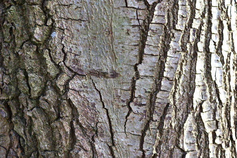 Close Up Surface of Tree Bark in a Forest in High Resolution Stock ...