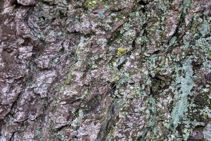 Close Up Surface of Tree Bark in a Forest in High Resolution Stock ...